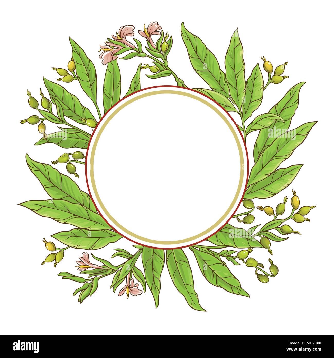 cardamom plant vector frame on white background Stock Vector Image ...