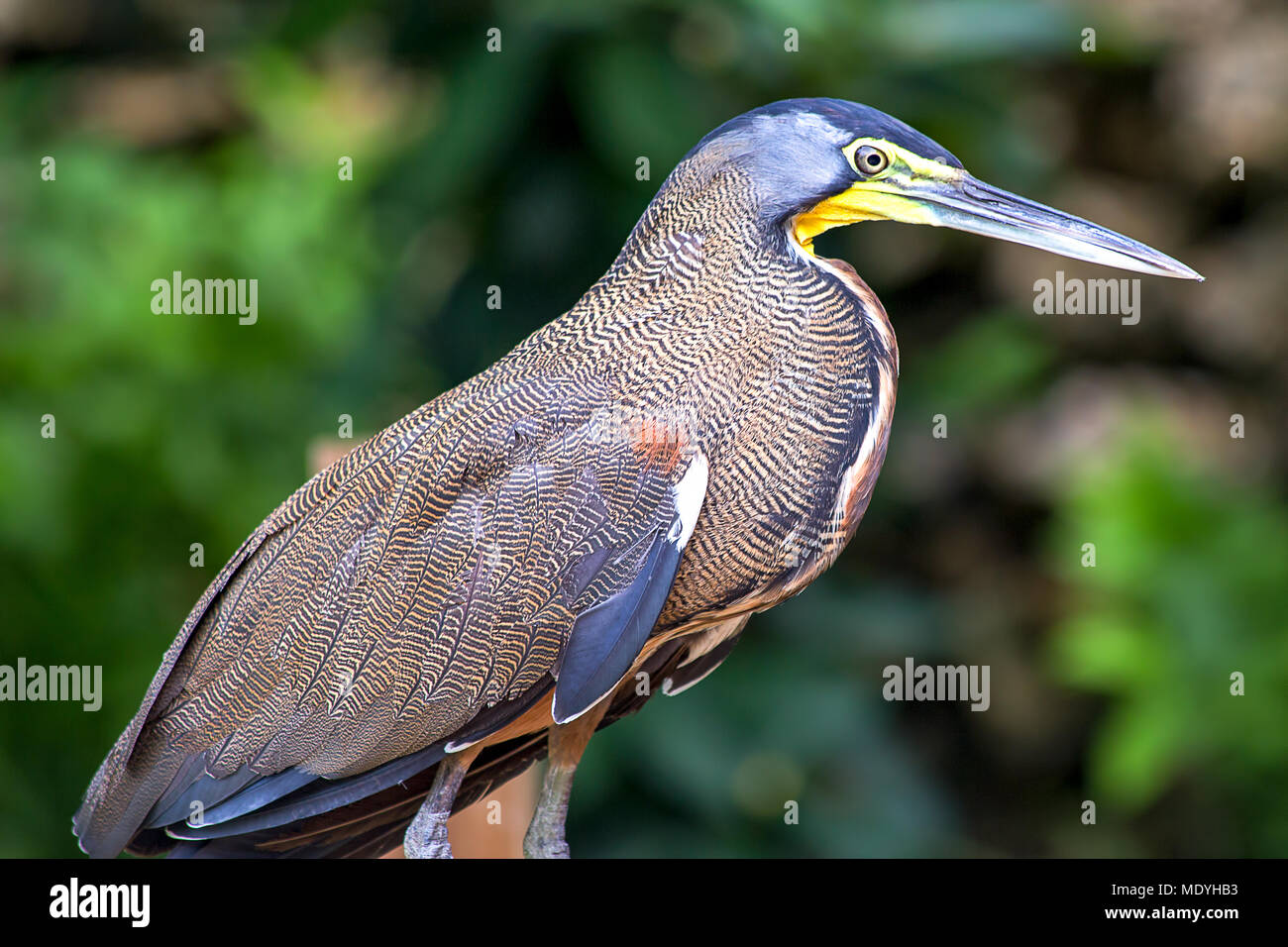 Profile picture of a beautiful heron Stock Photo - Alamy