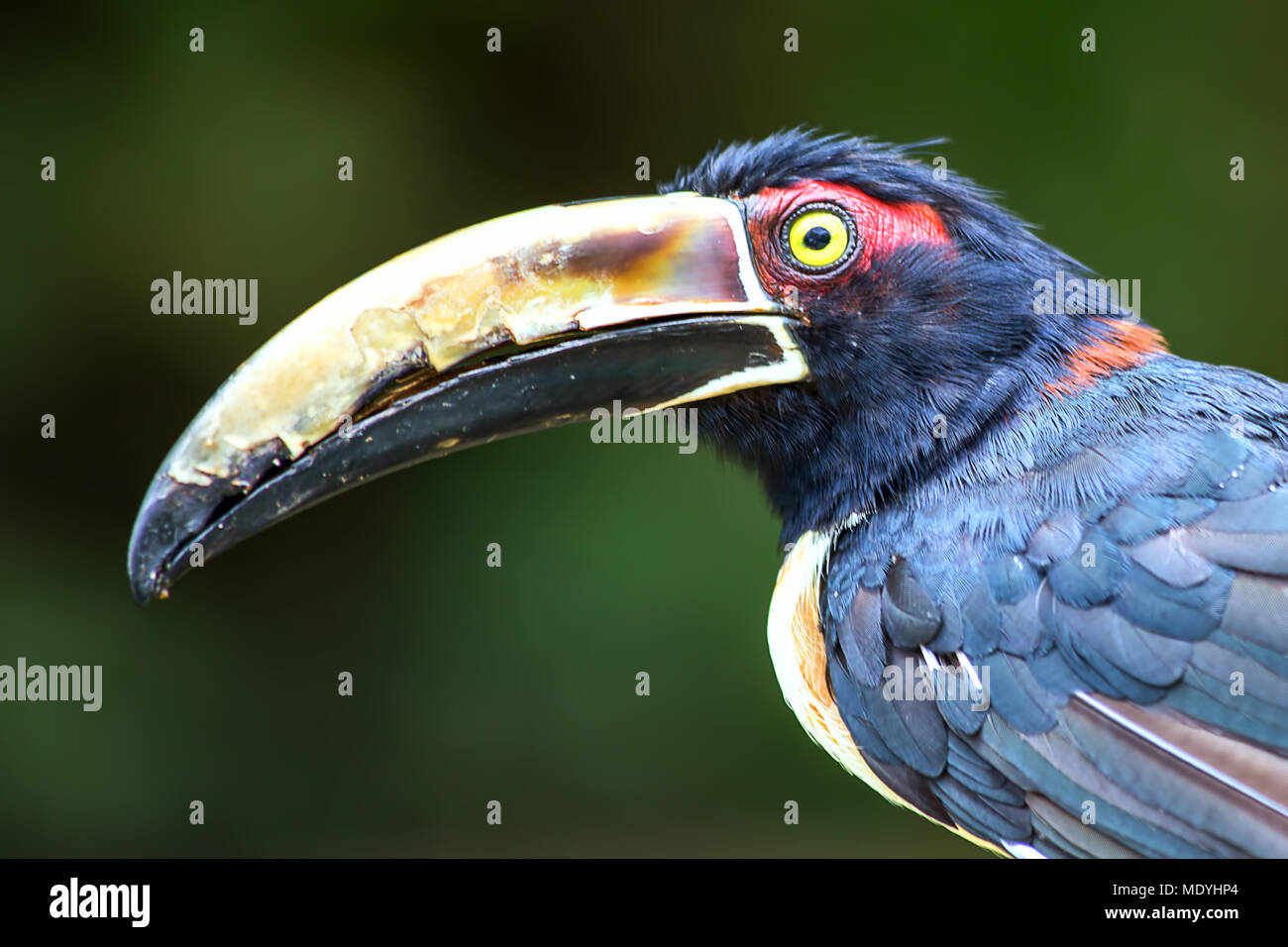 Detail of the collared aracari head and long beak Stock Photo - Alamy