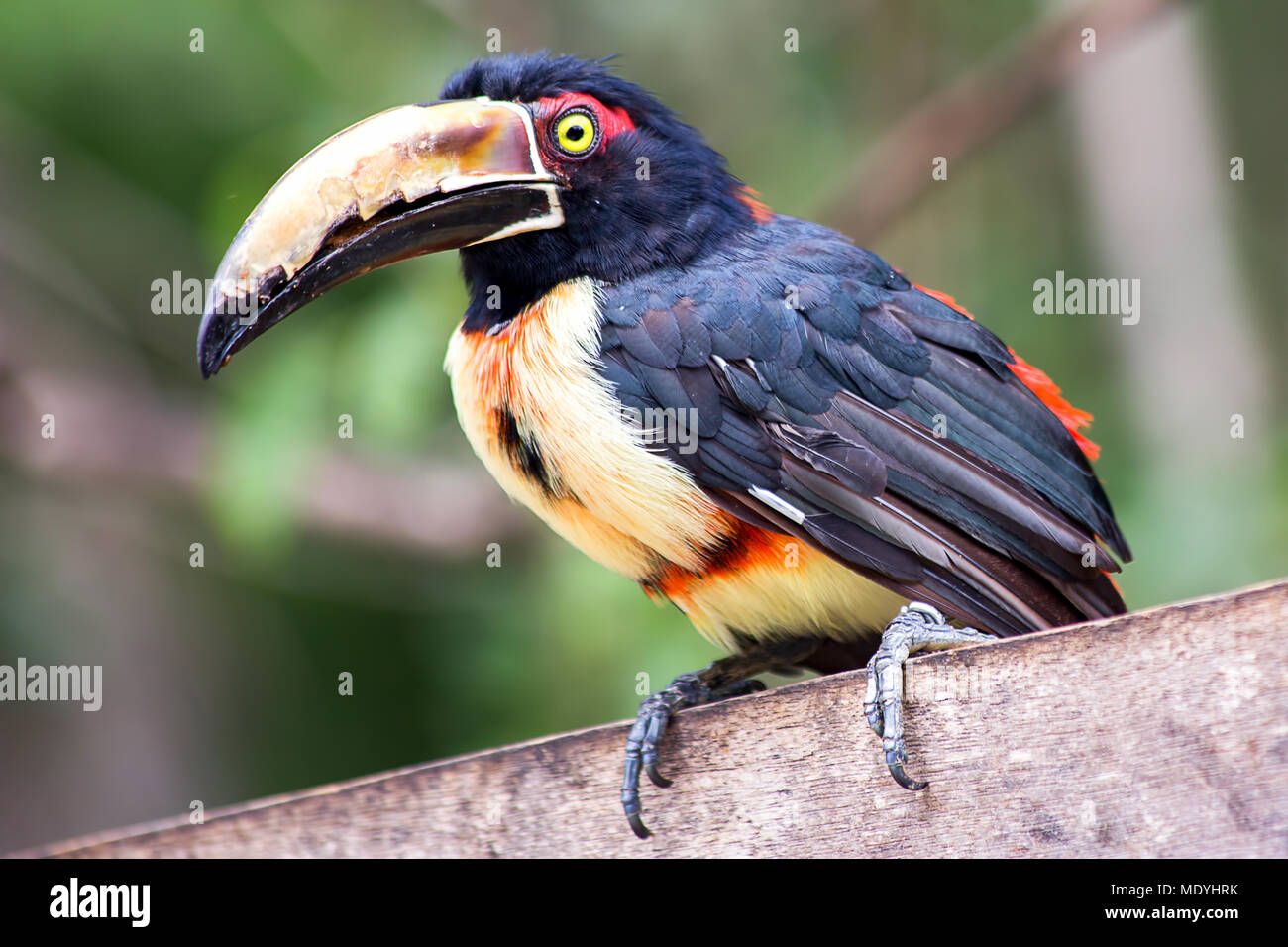 An exotic collared aracary stands in a fence Stock Photo - Alamy