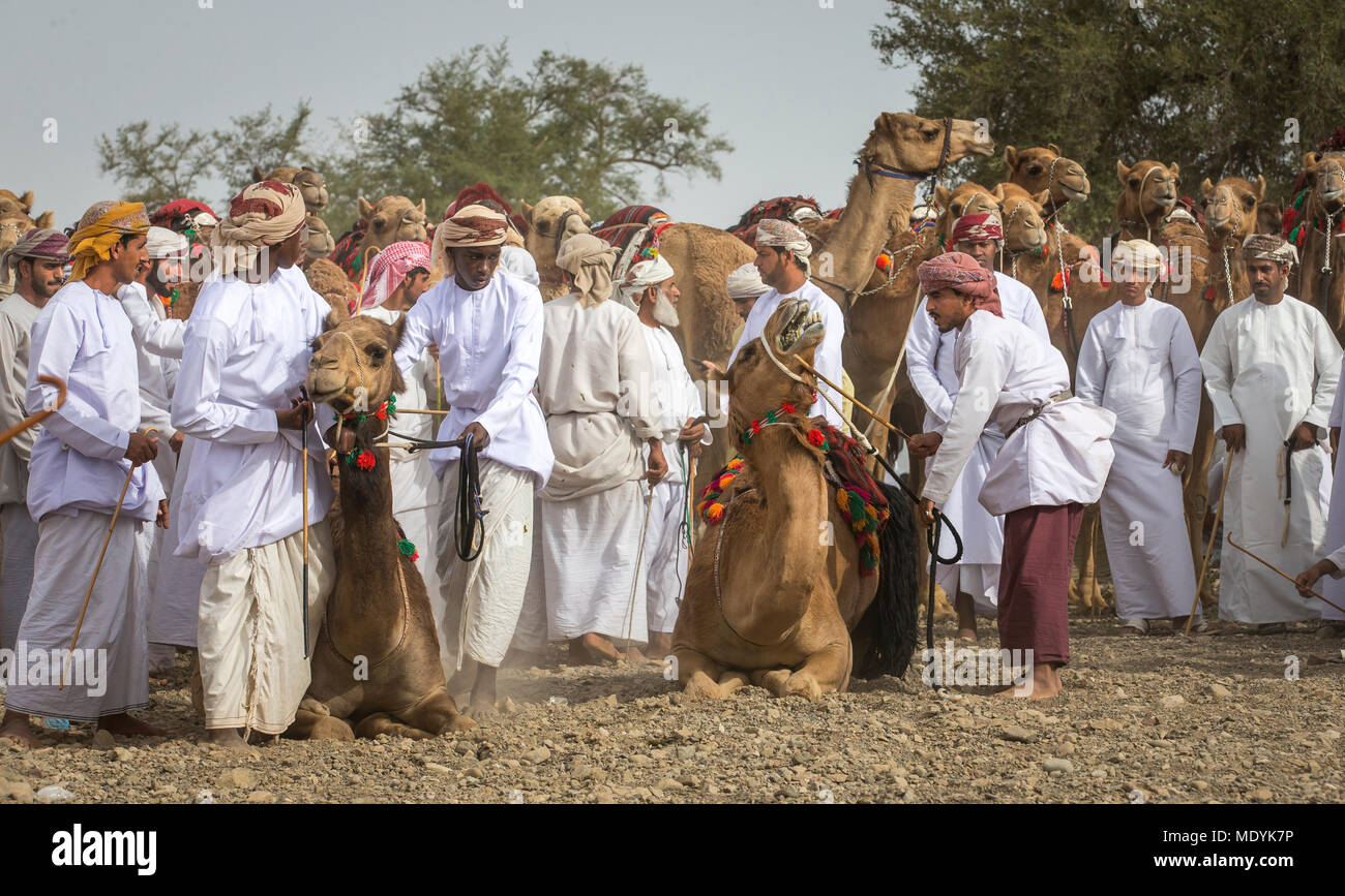 Middle east men on camels hi-res stock photography and images - Alamy