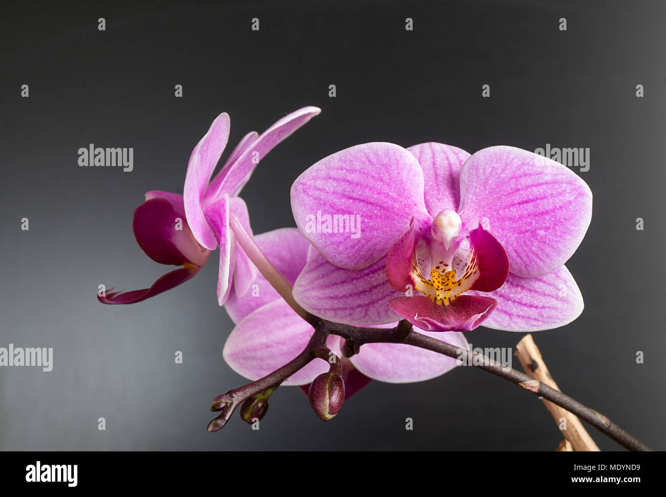 Beautiful flower to rose orchid on dark background Stock Photo - Alamy