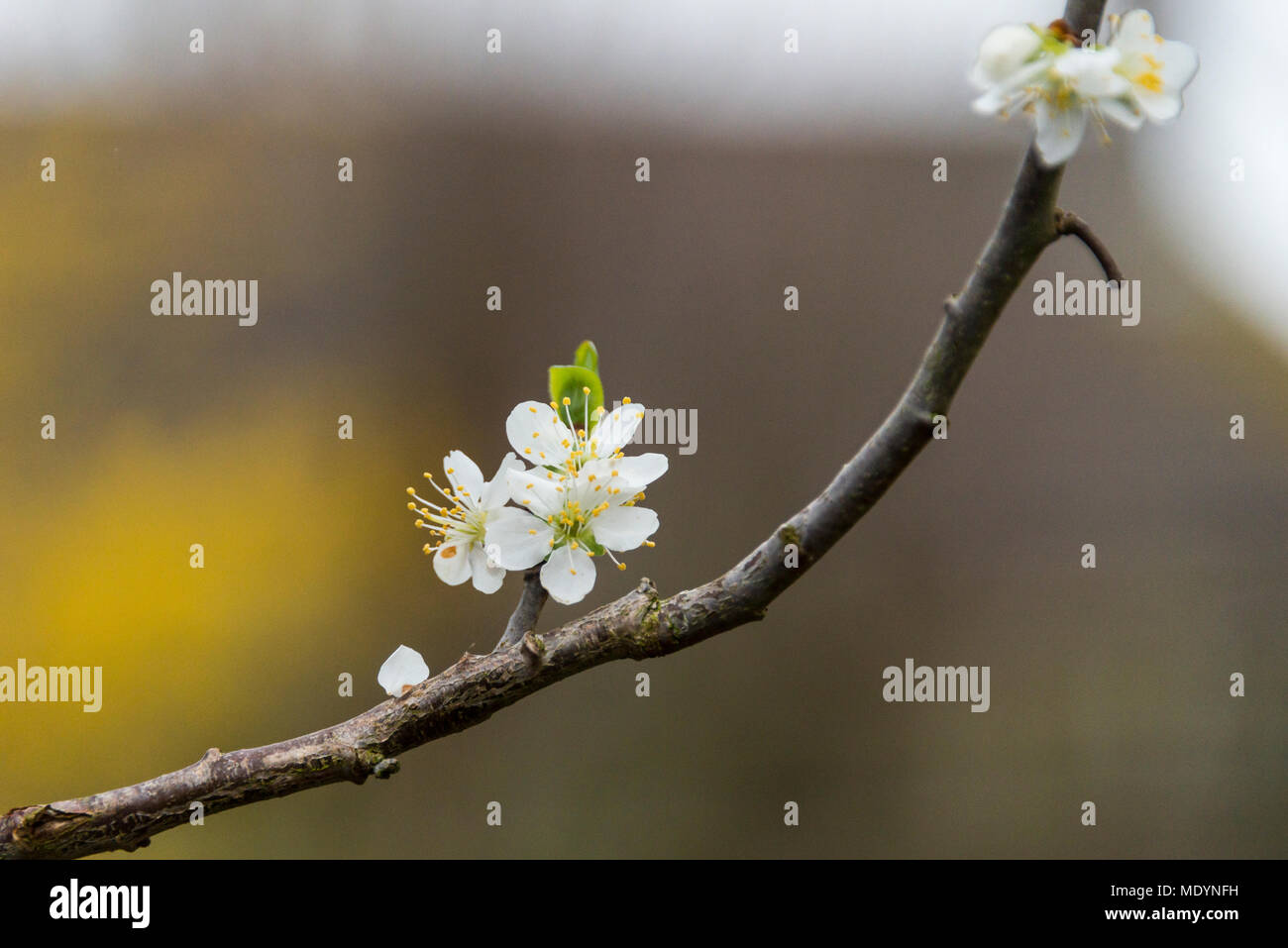 Damson tree hi-res stock photography and images - Alamy