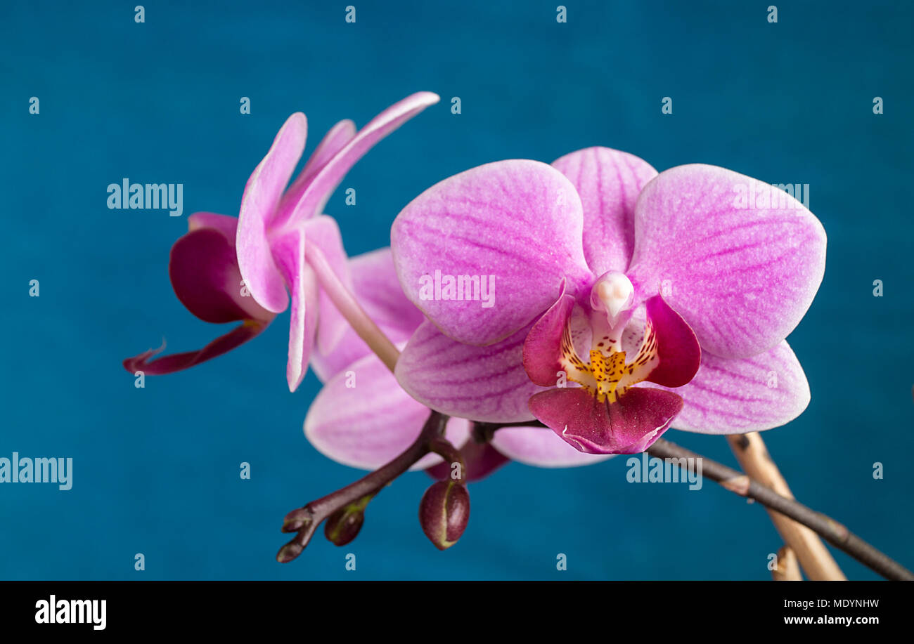 Flower to decorative rose orchid on turn blue background Stock Photo ...