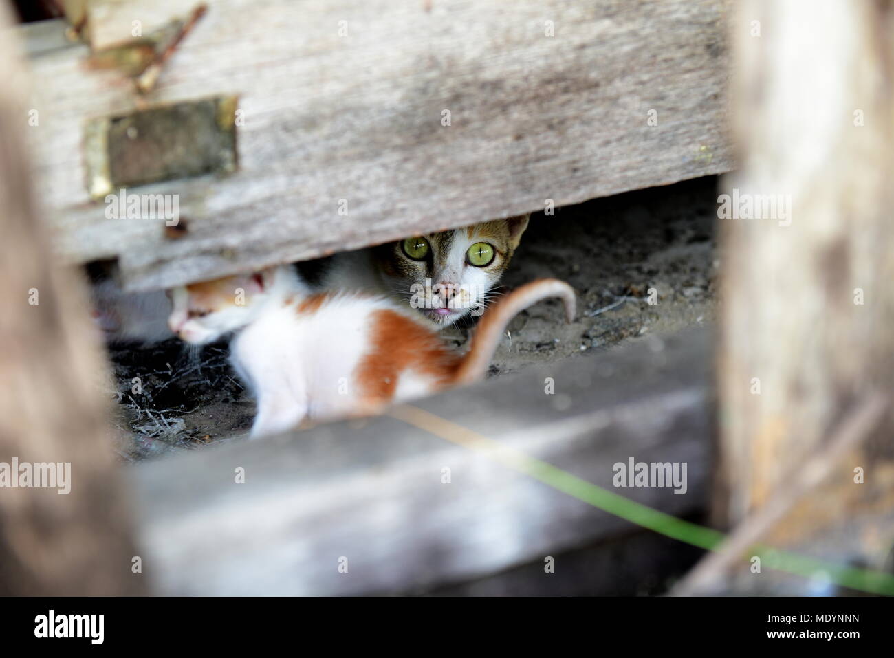 Pouncing domestic cat hi-res stock photography and images - Alamy