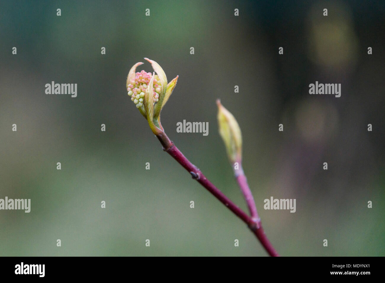 A common dogwood (Cornus sanguinea) coming into bud Stock Photo - Alamy