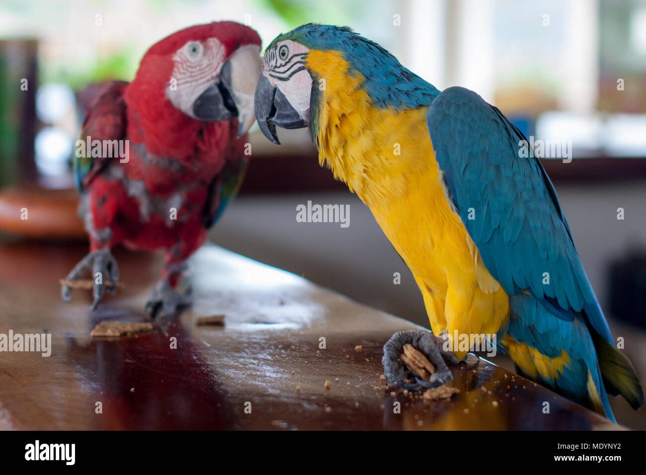Two birds on a bar at Monkey Jungle Stock Photo - Alamy
