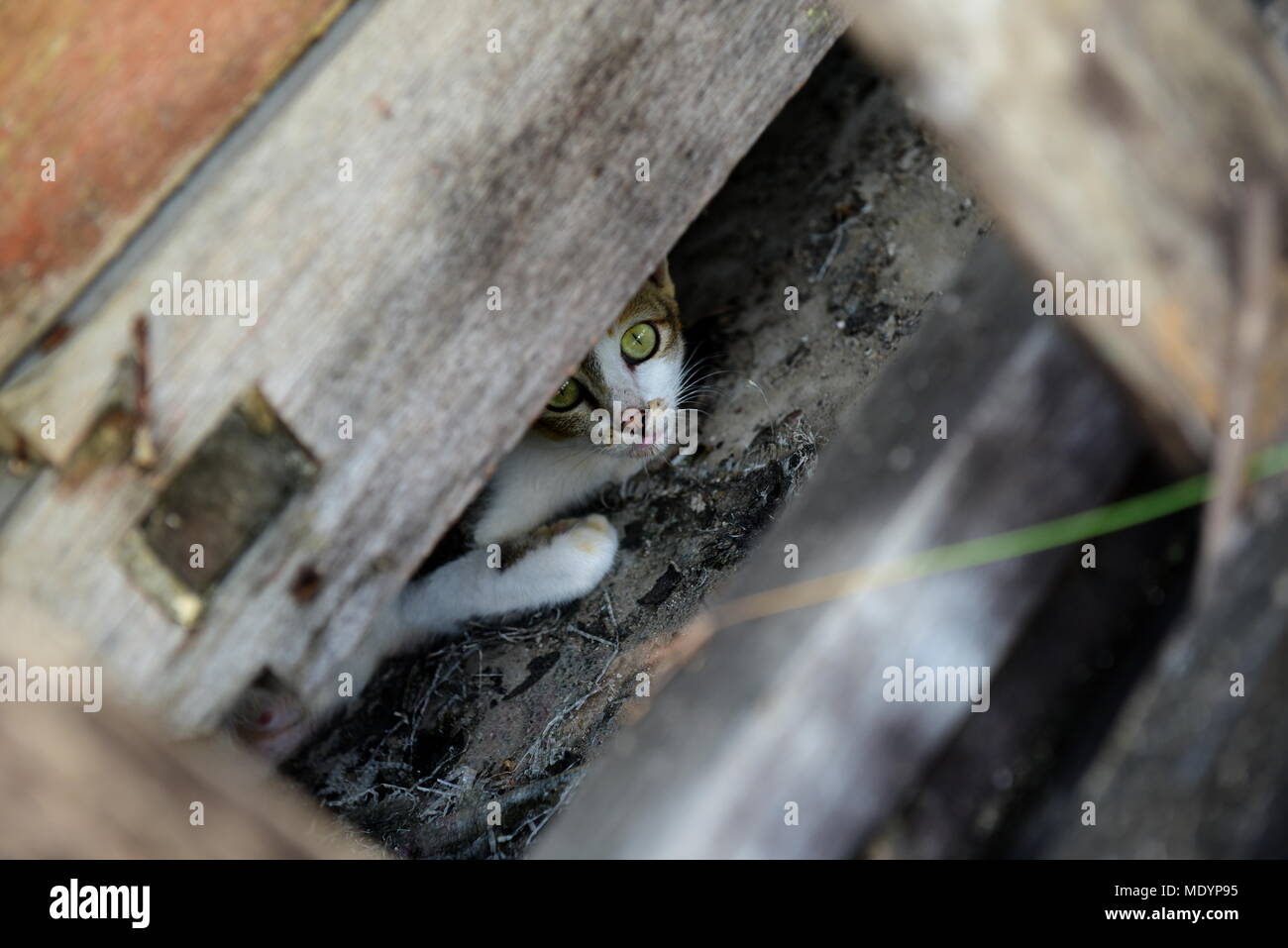 Pouncing domestic cat hi-res stock photography and images - Alamy