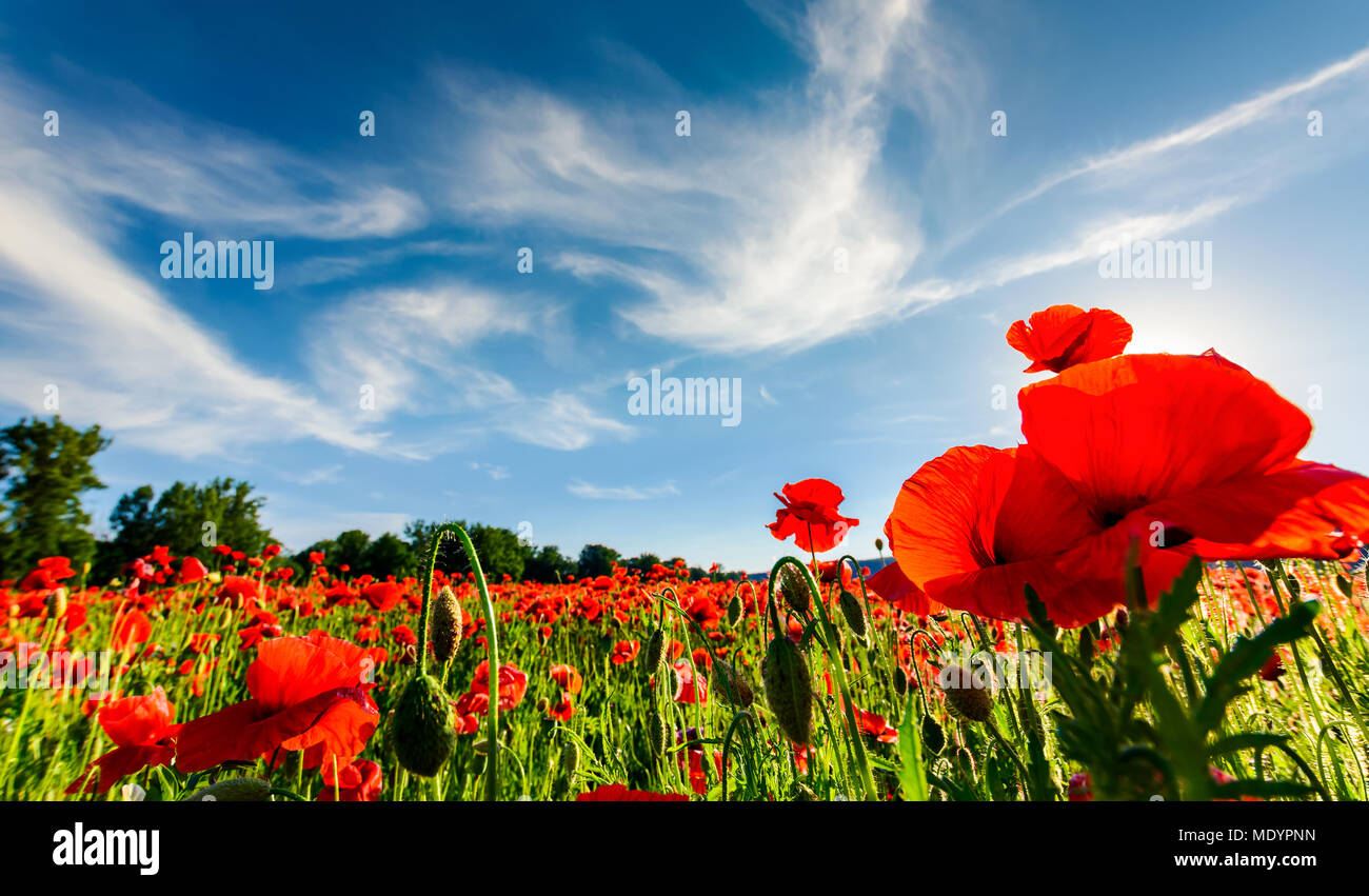 poppy flowers field under the blue sky with clouds. beautiful summer ...