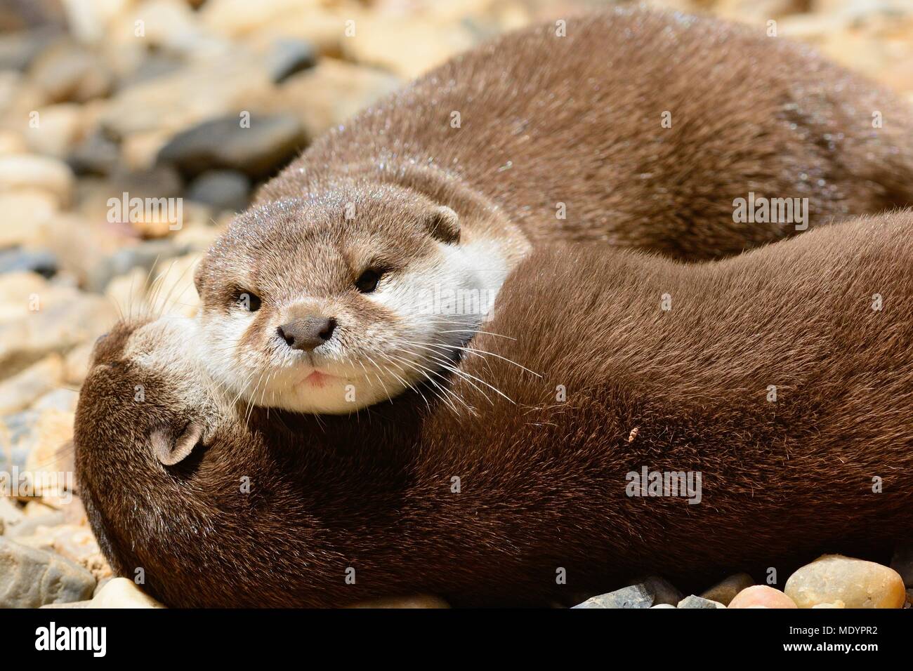 Otter cuddles hi-res stock photography and images - Alamy
