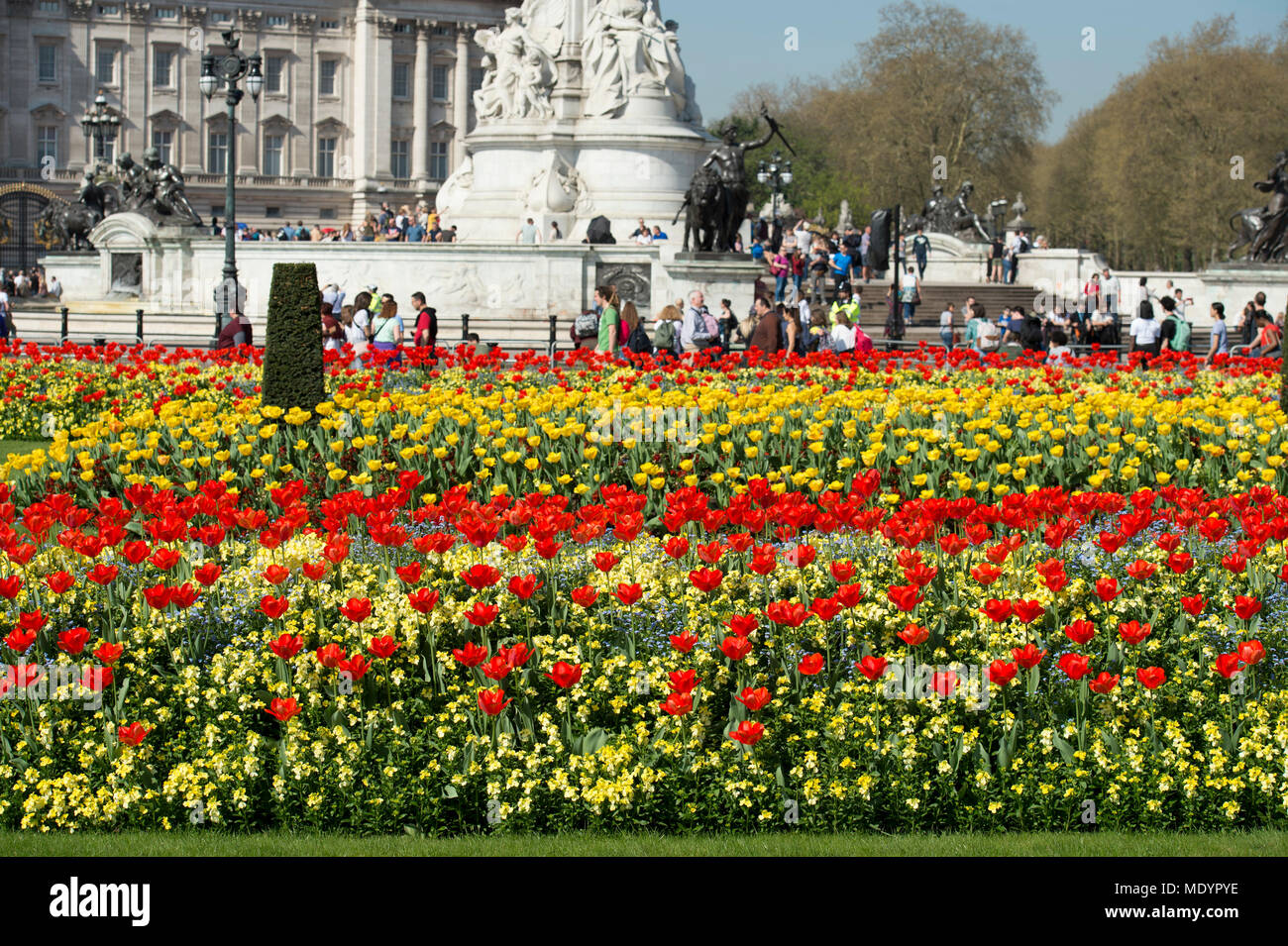 20 April 2018. Hot Spring weather in Green Park with tulips on display ...