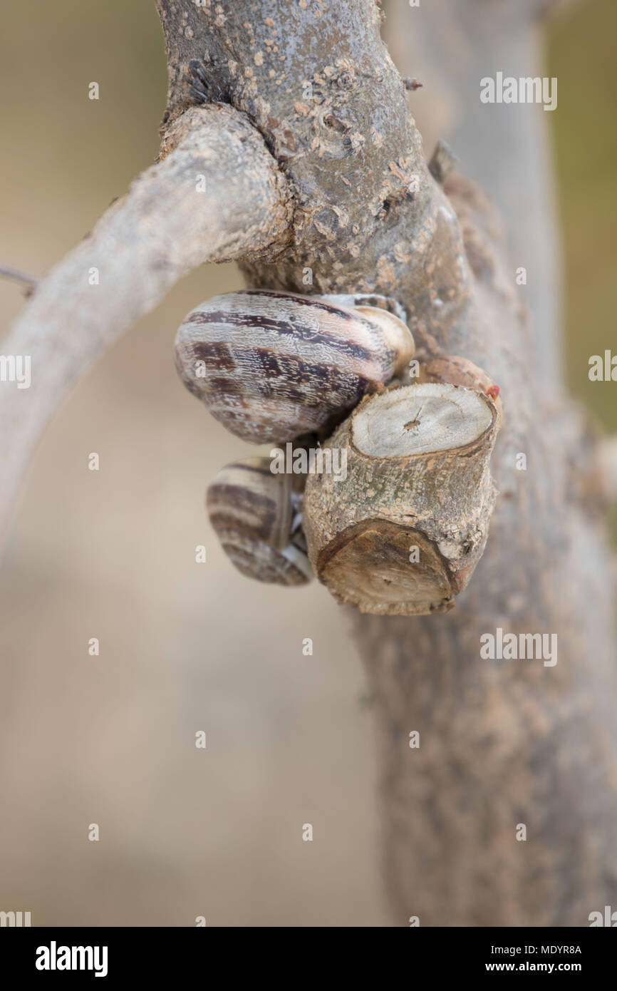 Turkish snail hi-res stock photography and images - Alamy