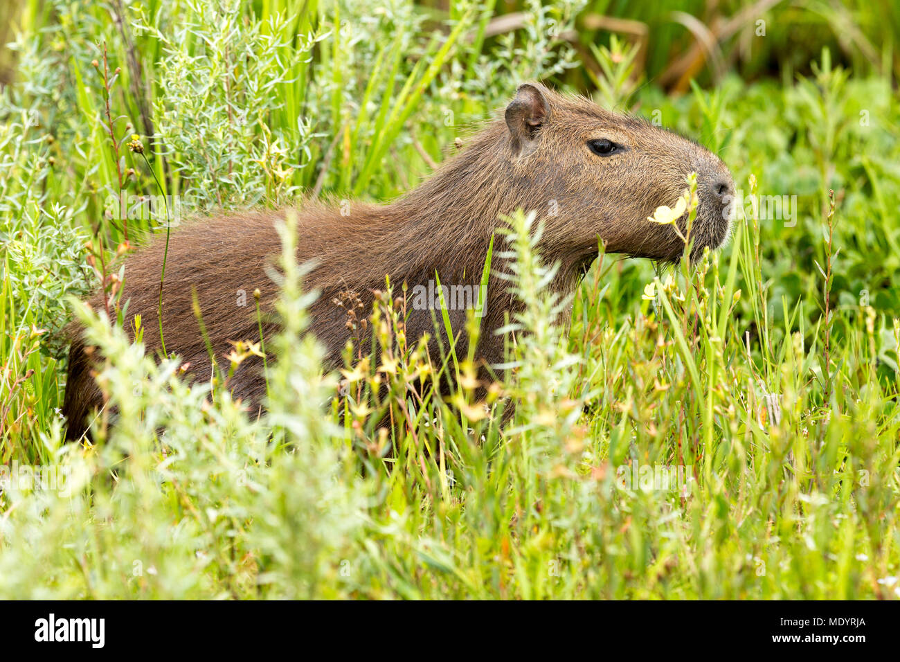 Capybara (Hydrochaeris hydrochaeris Stock Photo - Alamy