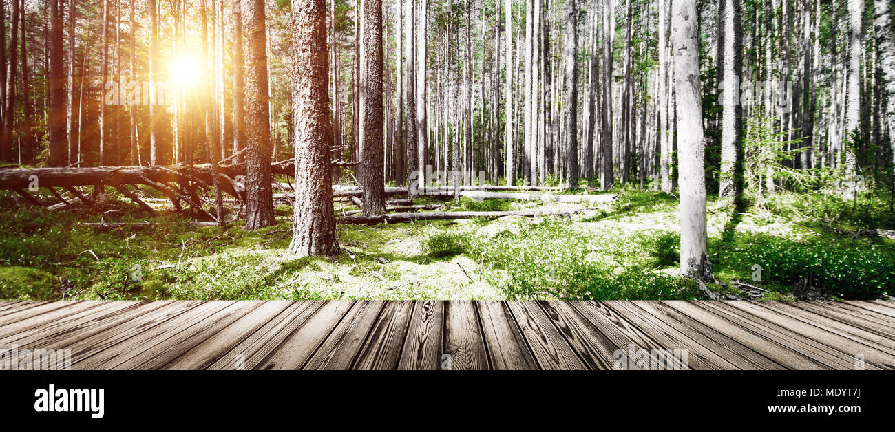 Beautiful wild green forest trees hi-res stock photography and images ...