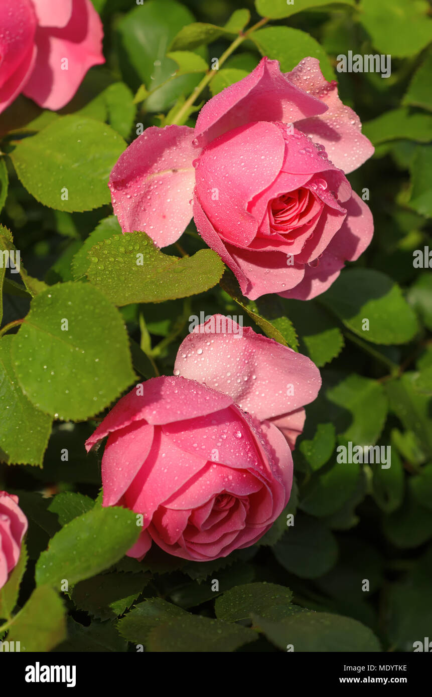 Pink roses garden Stock Photo - Alamy