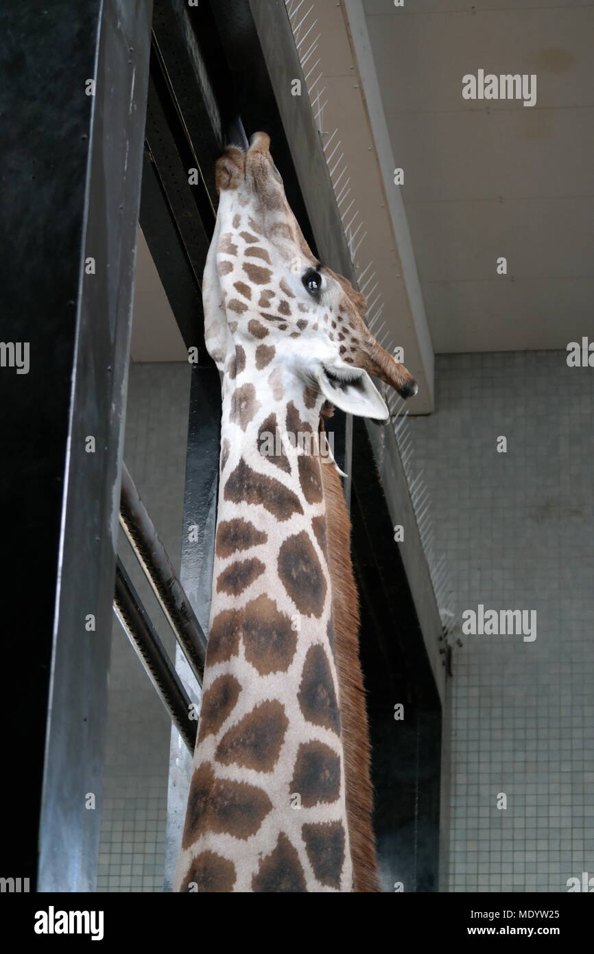 Photo giraffes hi-res stock photography and images - Alamy