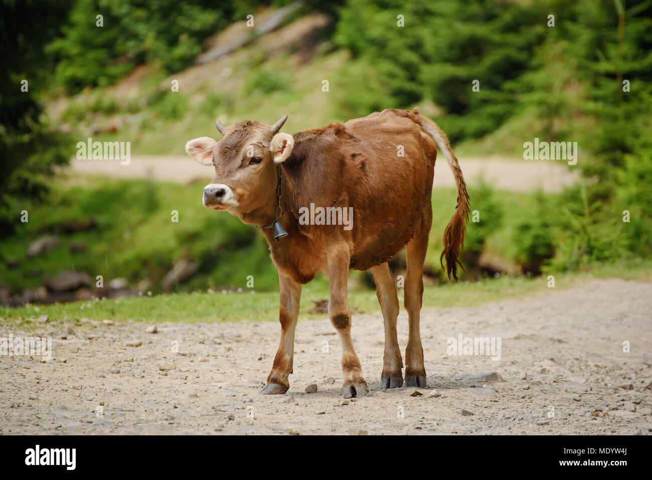 Single funny calf Stock Photo - Alamy
