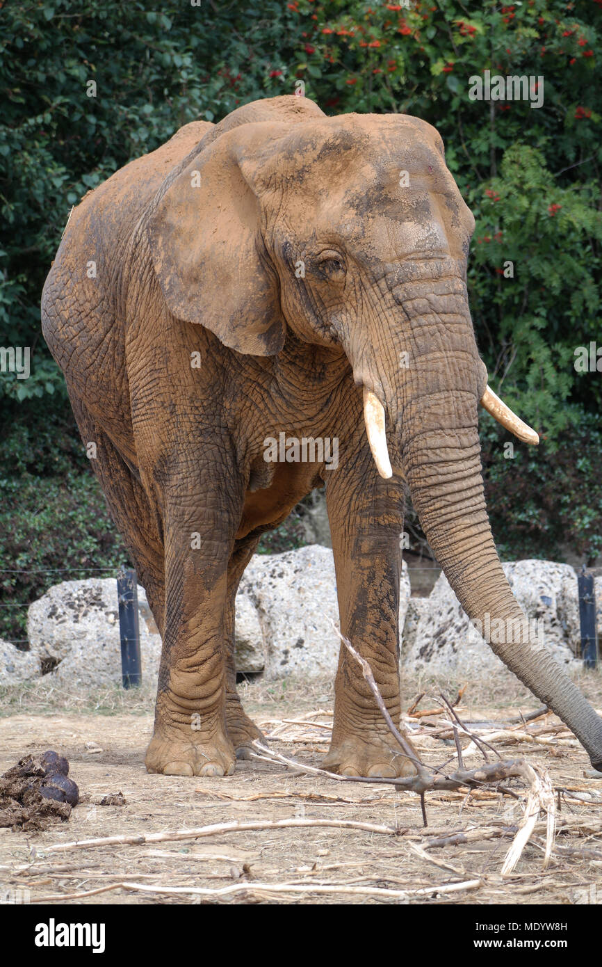 African elephant extinction hi-res stock photography and images - Alamy