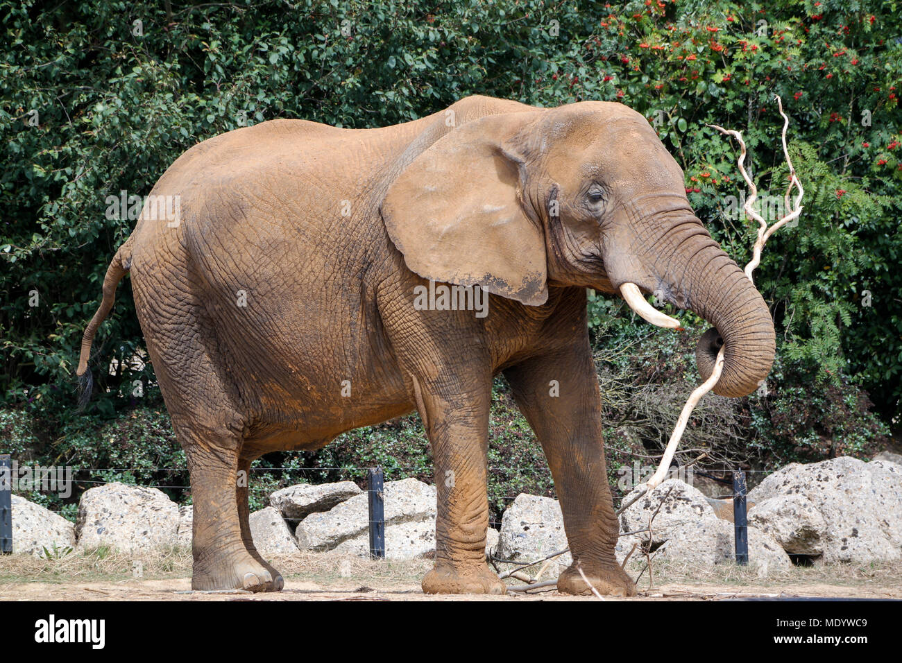 African elephant pictures hi-res stock photography and images - Alamy