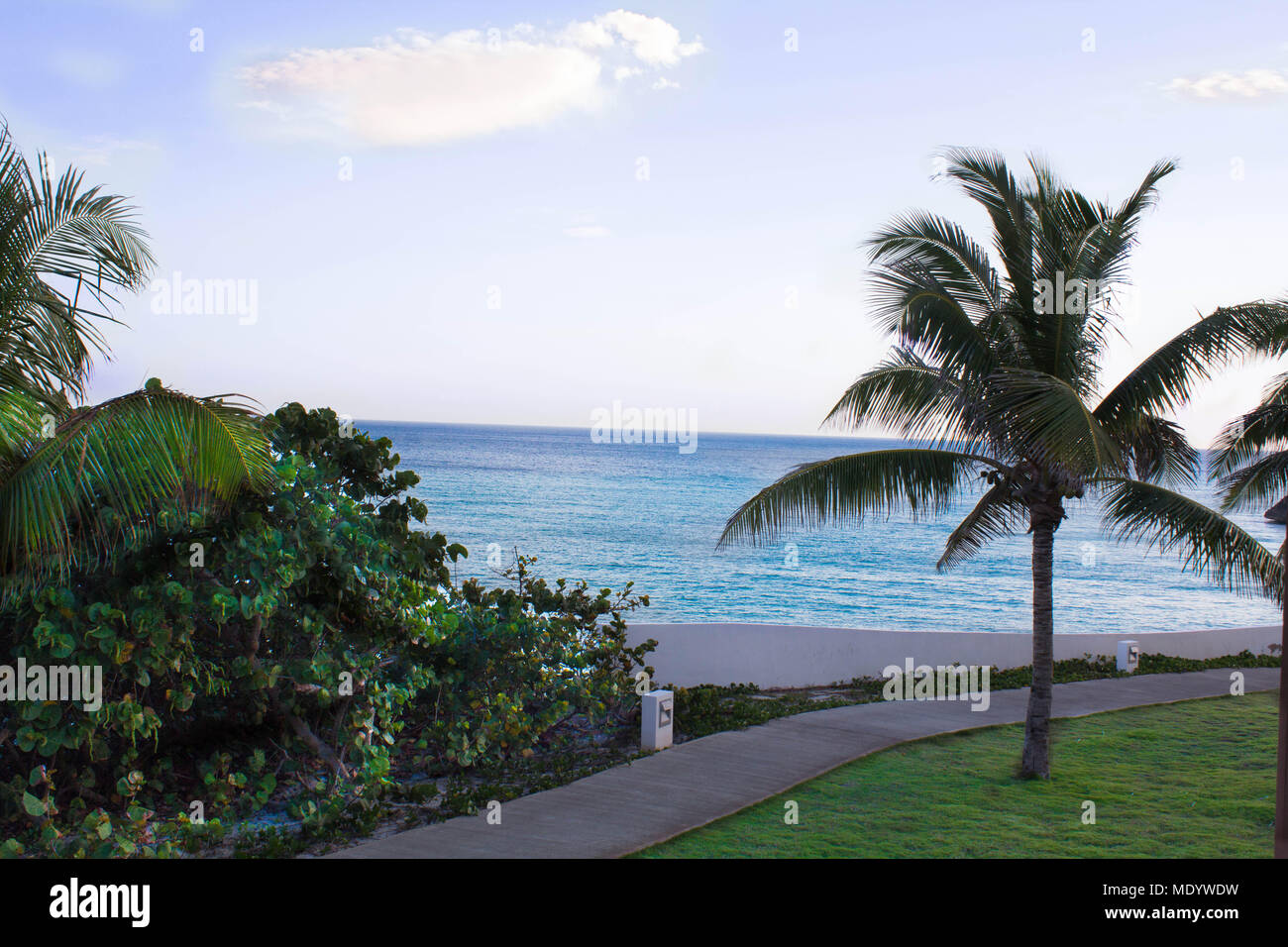 Palm tree ocean view Stock Photo - Alamy
