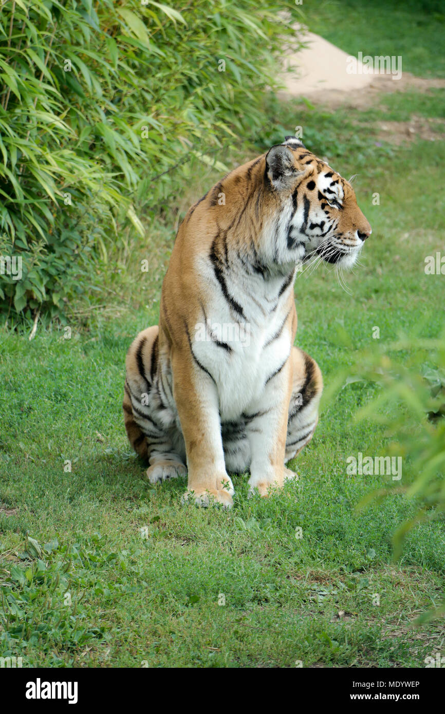 Amur tigers colchester zoo hi-res stock photography and images - Alamy