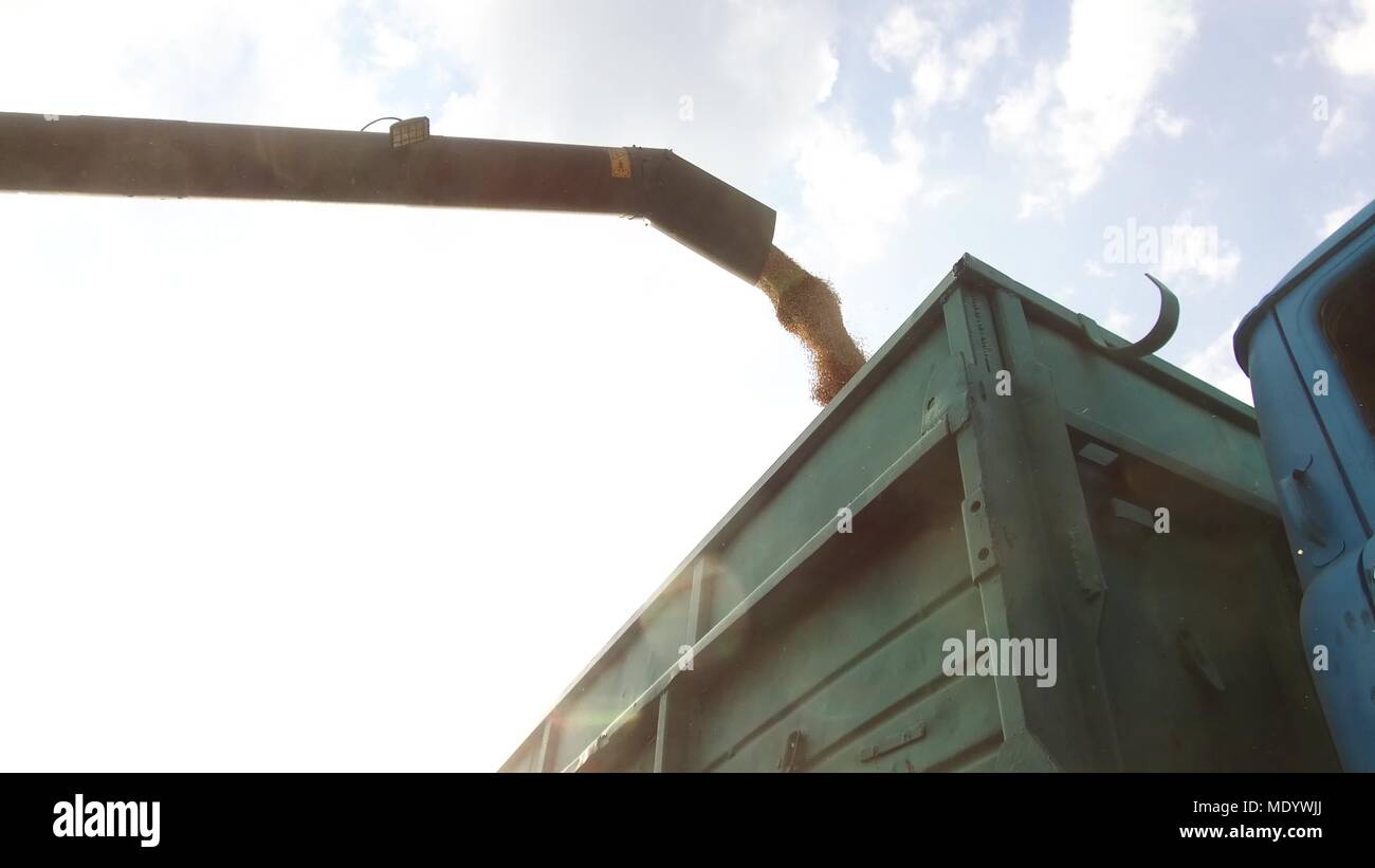 Combine harvester unloading architecture grain into a wagon. Combine ...