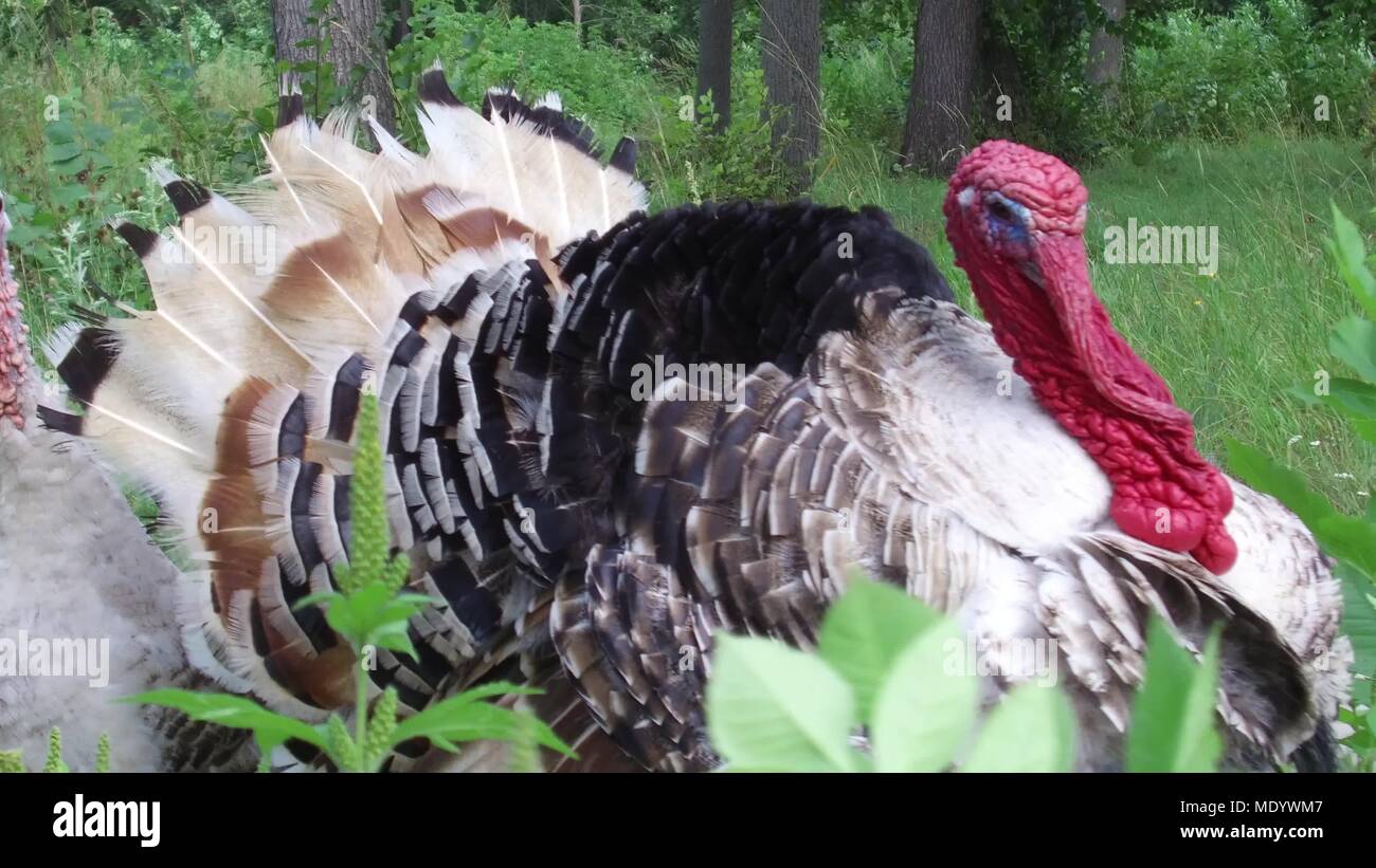 Black tom turkey hi-res stock photography and images - Alamy