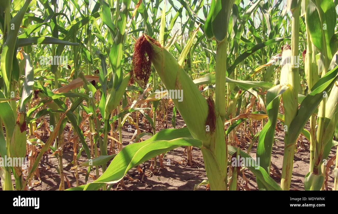 Corn field corn farm steadicam. green grass agriculture united states ...
