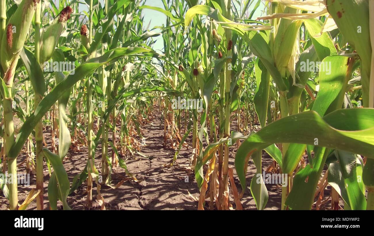 Corn field corn farm steadicam. green grass agriculture united states ...