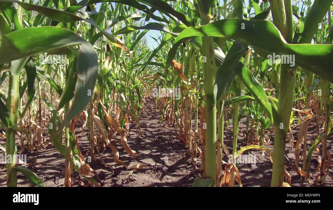 Corn field corn farm steadicam. green farming grass agriculture united ...