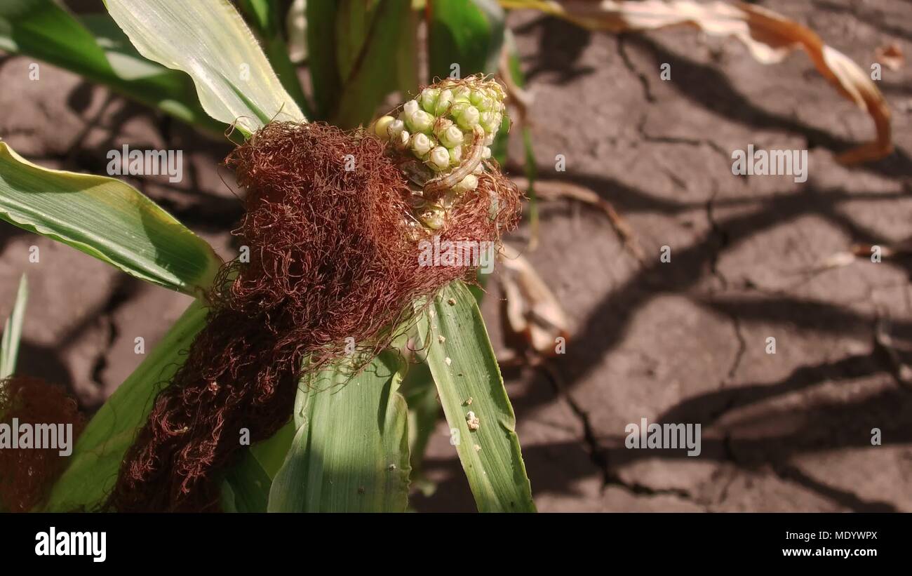 Corn worm hi-res stock photography and images - Alamy