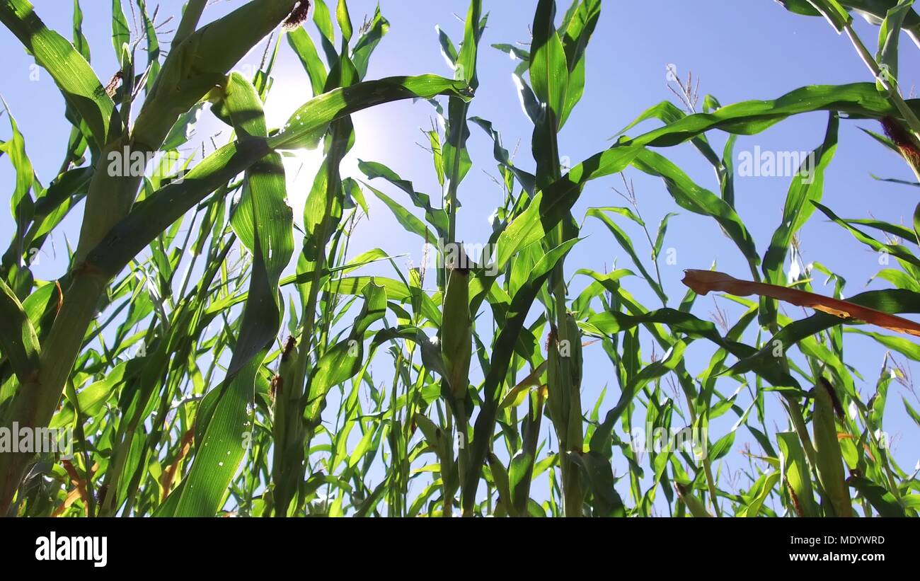 Corn field corn motion video farm steadicam farming. green grass ...