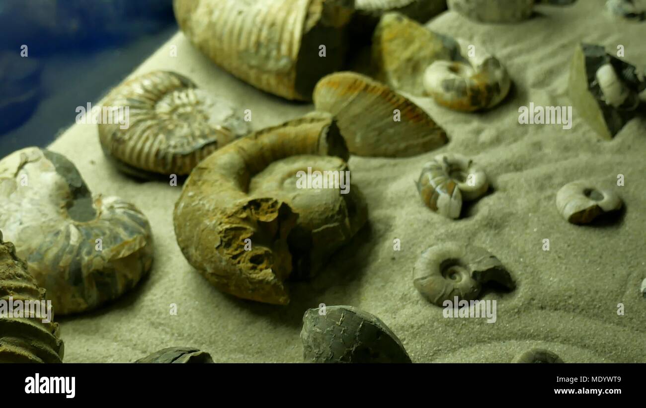 Ancient shell. many ammonite prehistoric fossil on the surface of the ...