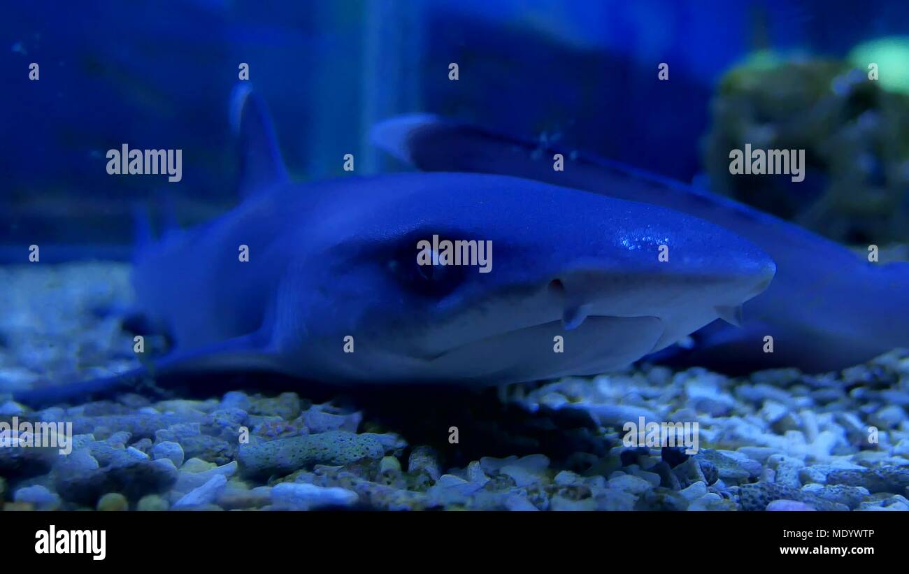 Shark in an aquarium in the water. Fish predator shark ocean Stock ...