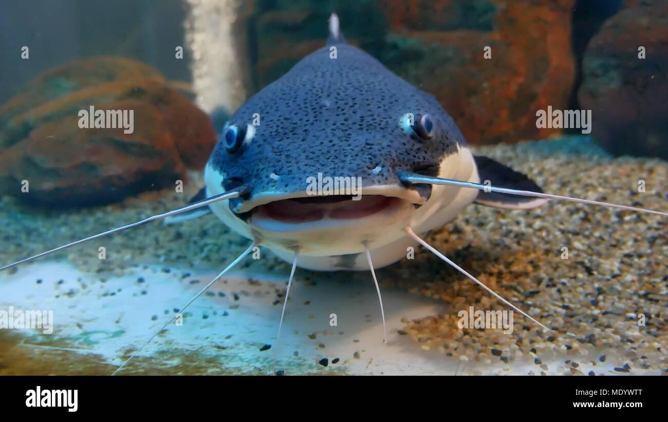 Catfish in the ocean aquarium. Fish from the ocean in the aquarium ...
