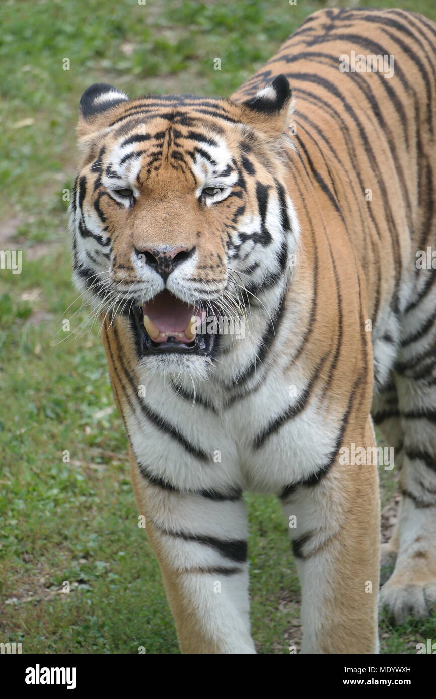 Amur tiger conservation hi-res stock photography and images - Alamy