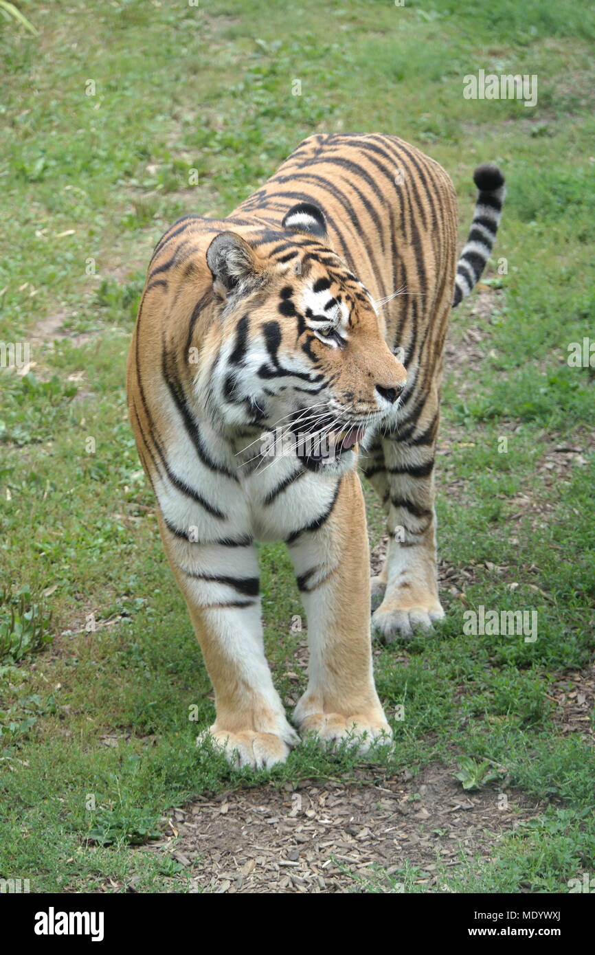 Amur tiger conservation hi-res stock photography and images - Alamy