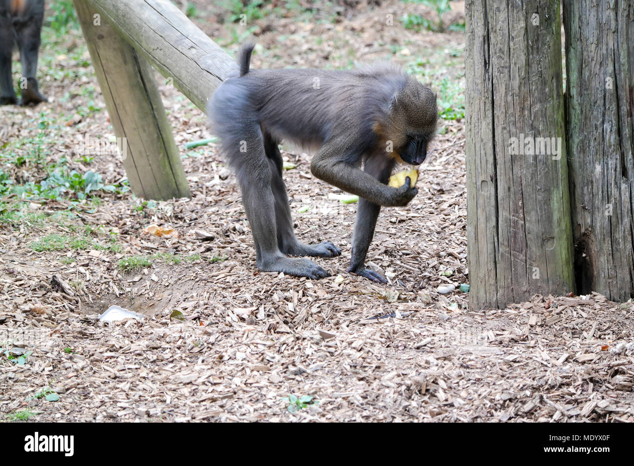 Mandrill monkey hi-res stock photography and images - Alamy