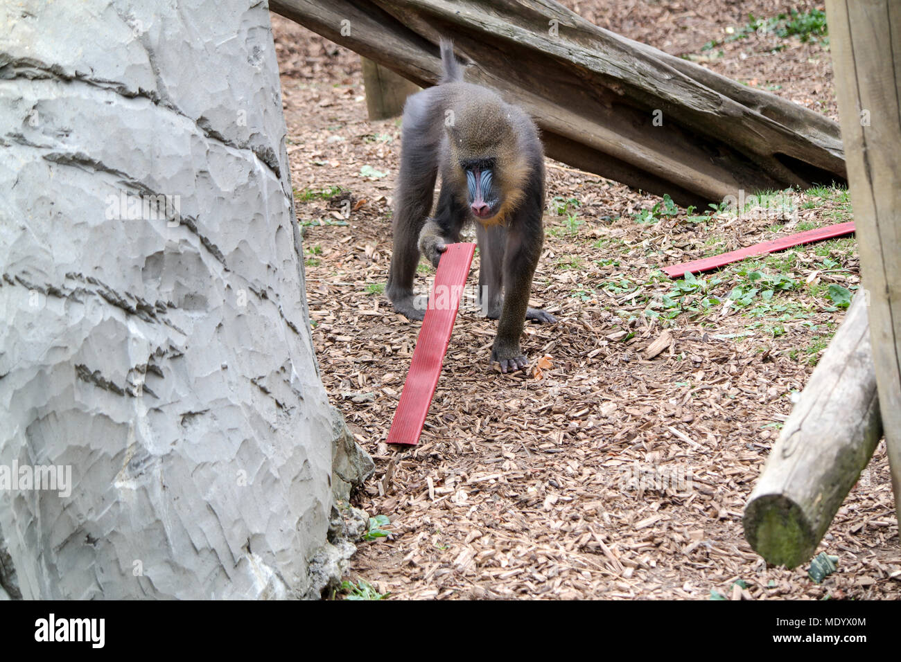 Mandrill monkey primate hi-res stock photography and images - Alamy