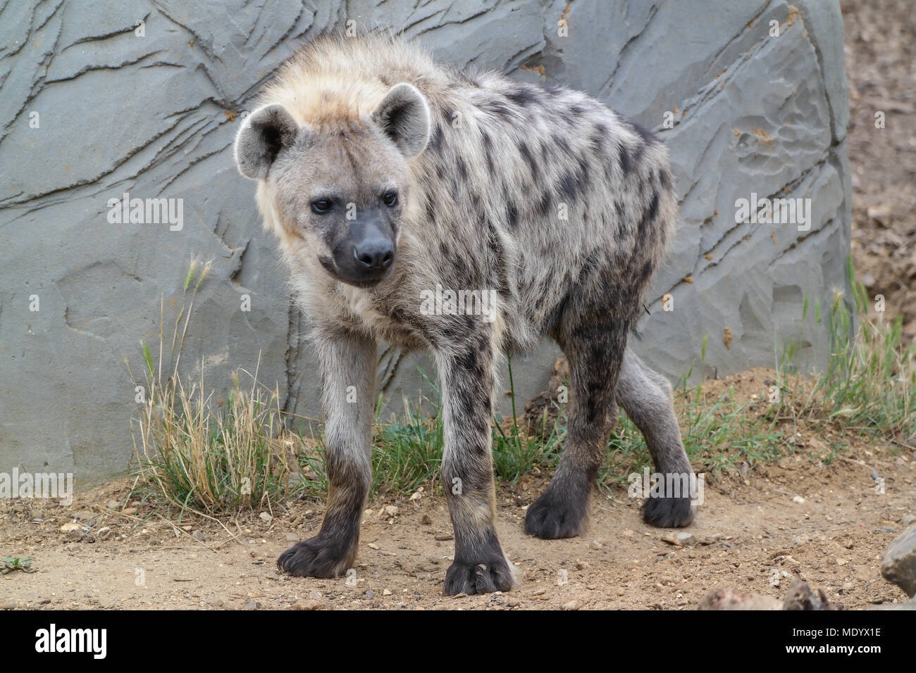 Hyena cat hi-res stock photography and images - Alamy