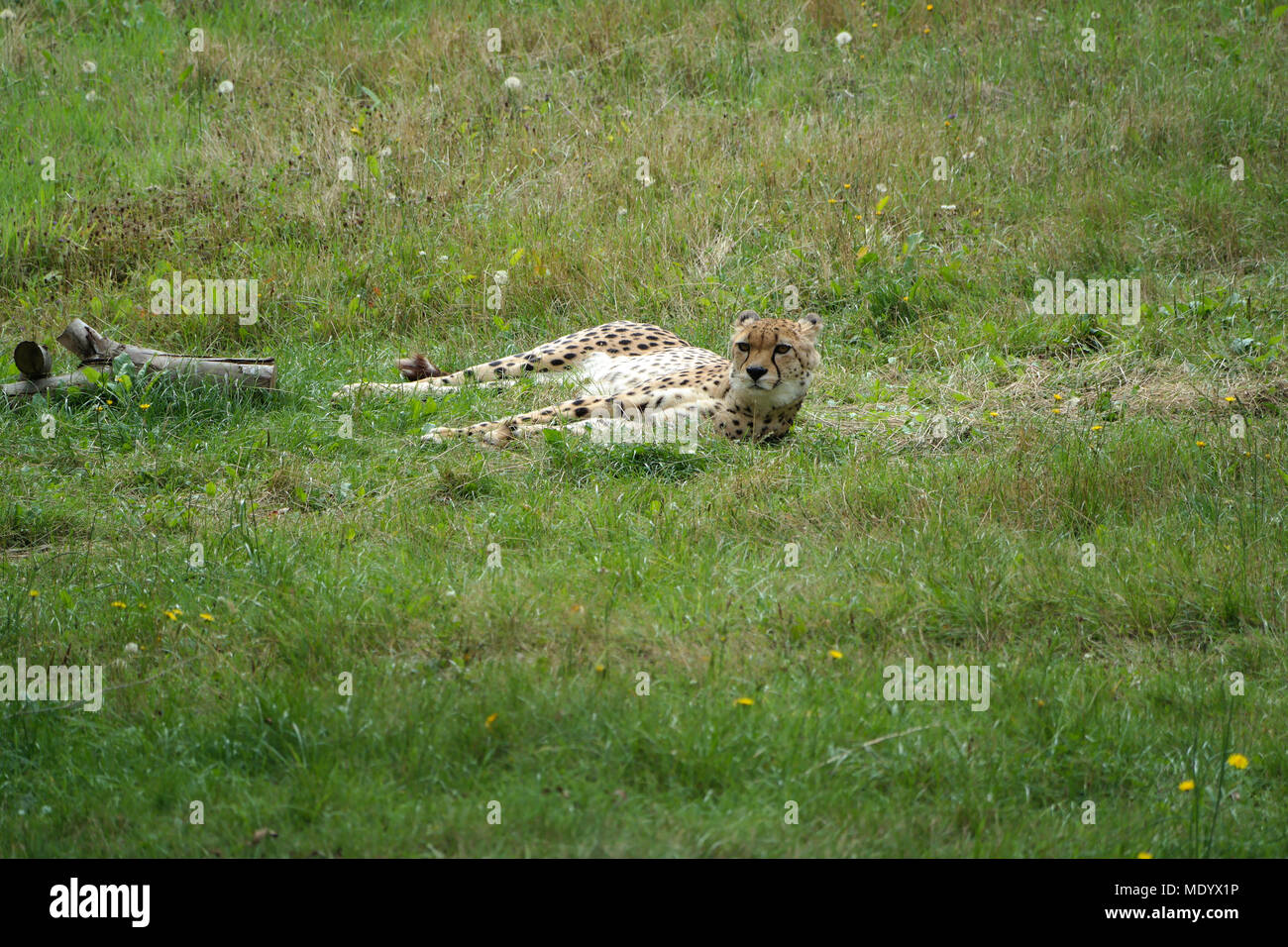 Cheetah and photographer hi-res stock photography and images - Alamy
