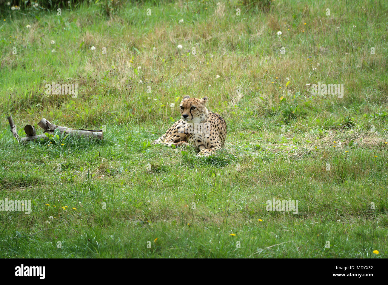 Cheetah and photographer hi-res stock photography and images - Alamy