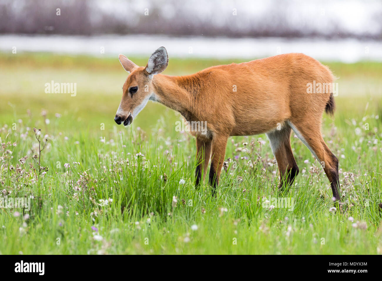 Female Marsh Deer (Blastocerus dichotomus Stock Photo - Alamy