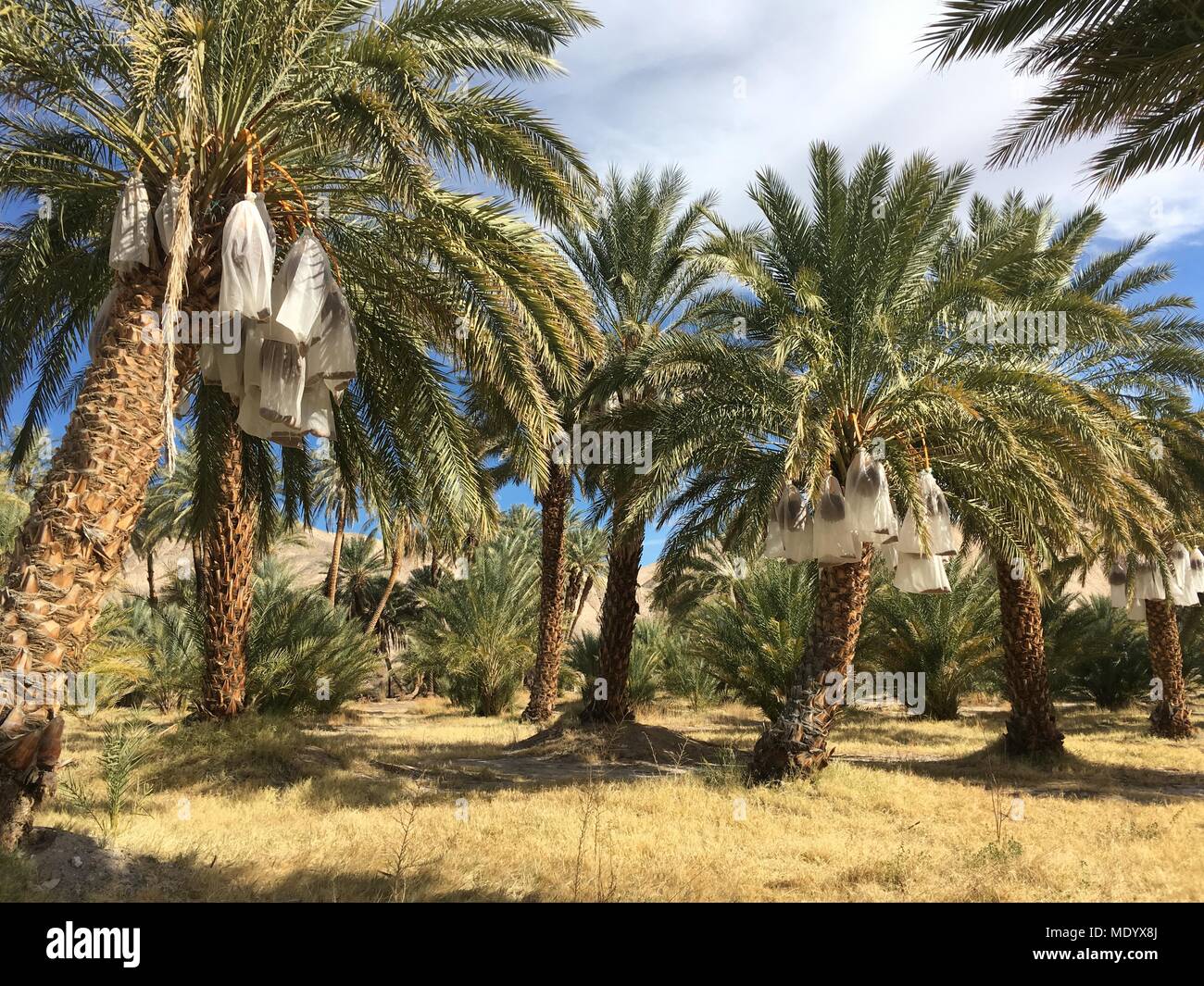 China Ranch Date Farm, California Stock Photo - Alamy