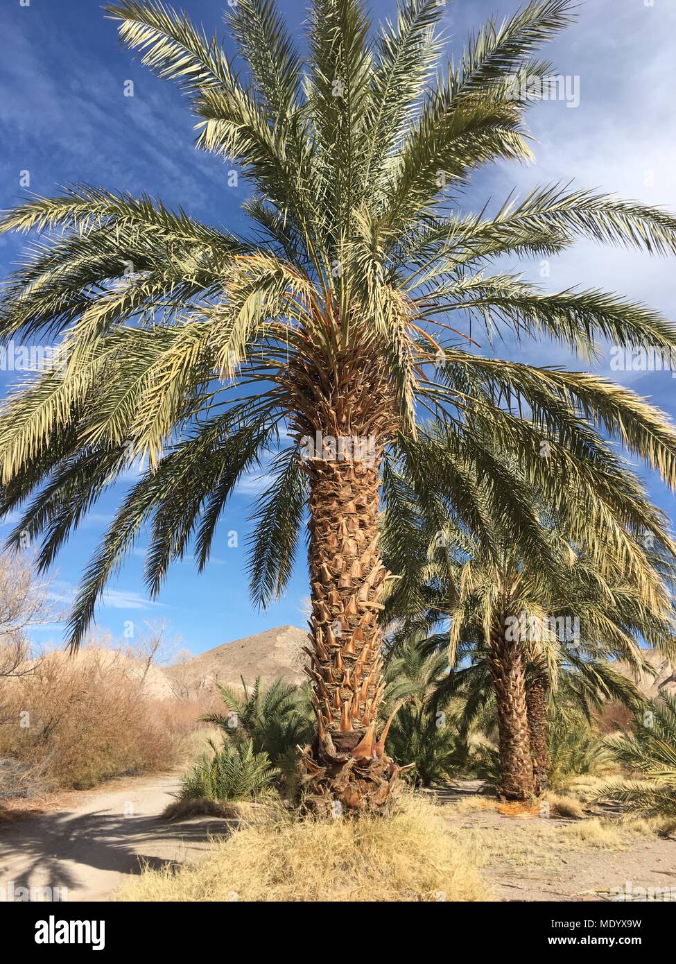 China Ranch Date Farm, California Stock Photo - Alamy