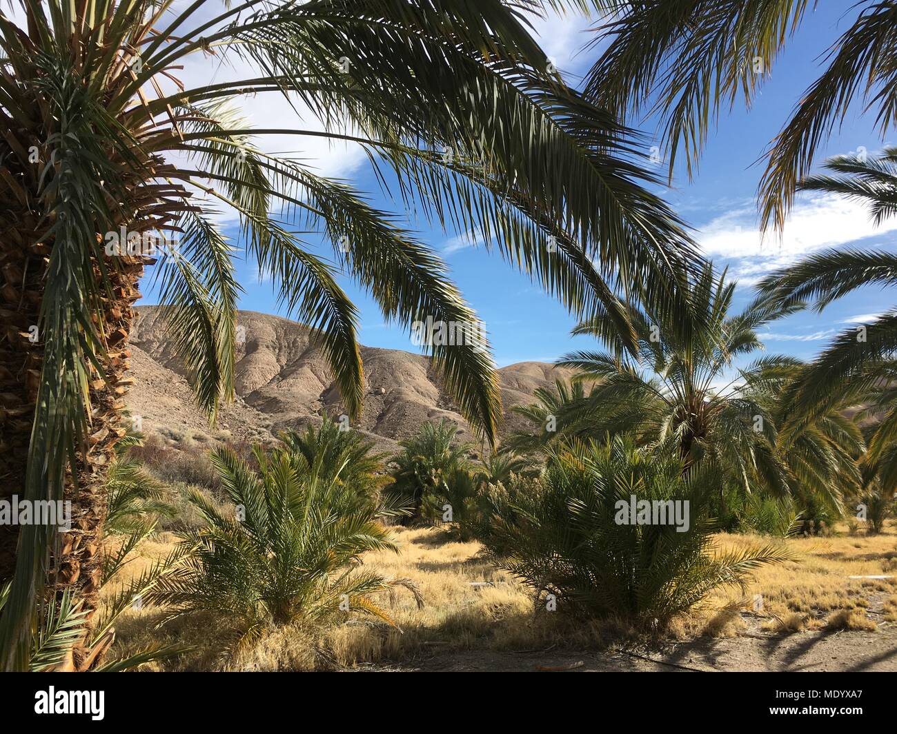 China Ranch Date Farm, California Stock Photo - Alamy