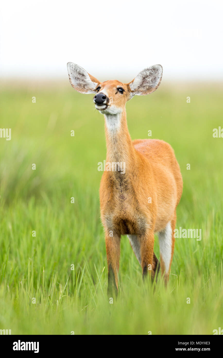Female Marsh Deer (Blastocerus dichotomus Stock Photo - Alamy