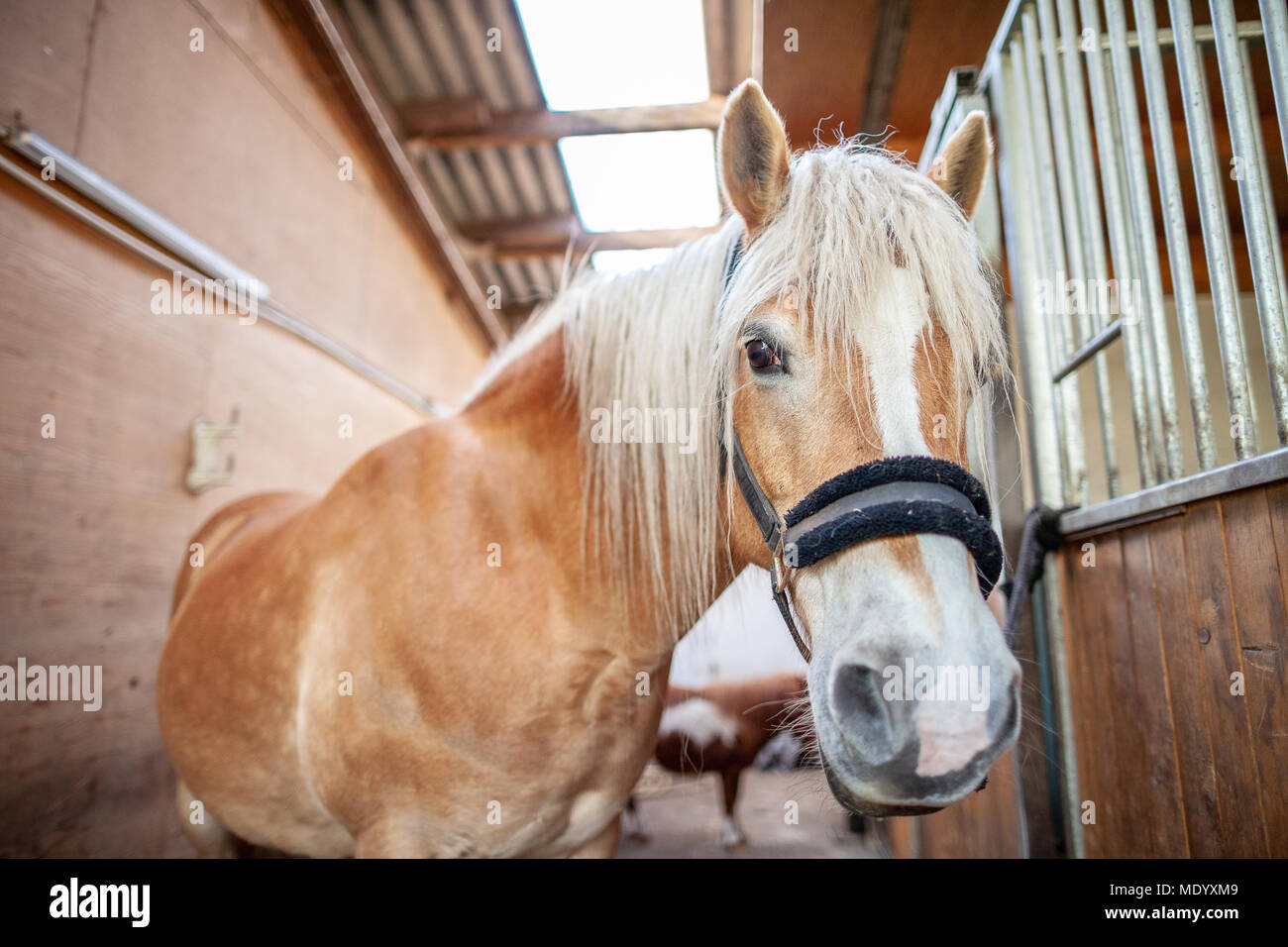 Thoroughbred purebred horse stands hi-res stock photography and images ...