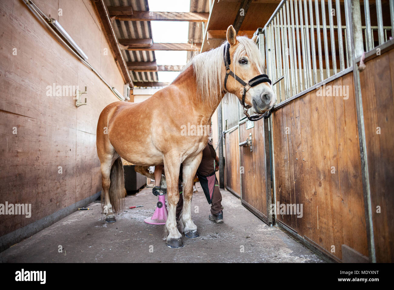 A brown horse stands in a stable Stock Photo - Alamy