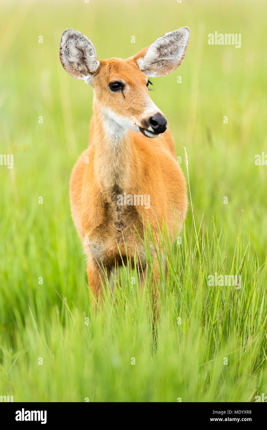Female Marsh Deer (Blastocerus dichotomus Stock Photo - Alamy